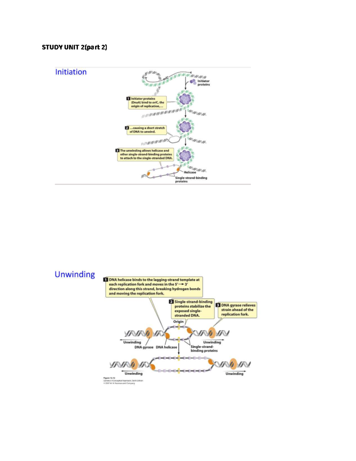Study UNIT 2: DNA Replication Mechanisms and Proteins Summary - Studocu