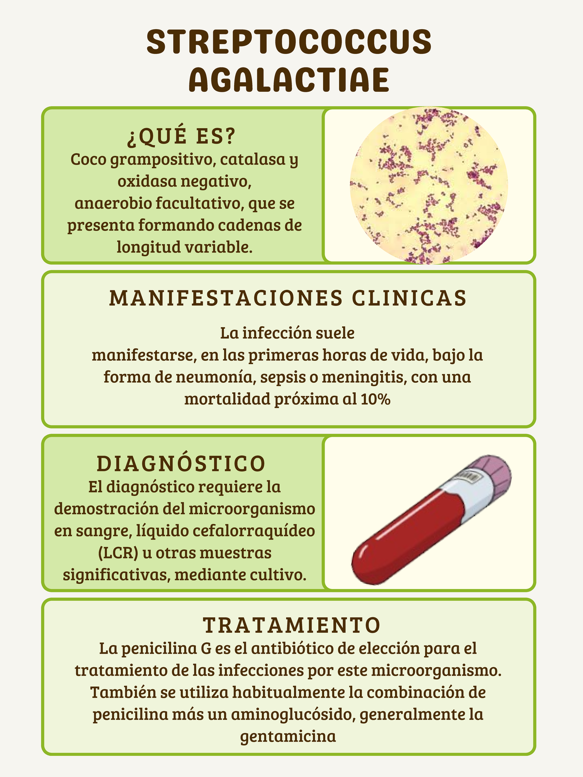 infografia STREPTOCOCCUS AGALACTIAE - ¿QUÉ ES? Coco grampositivo, catalasa y oxidasa negativo ...