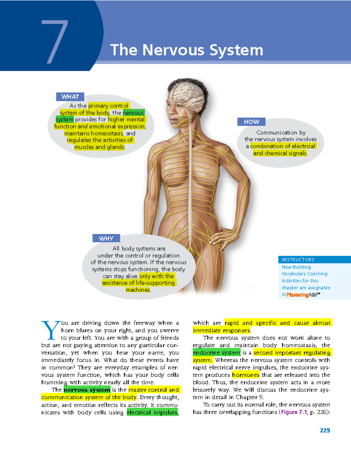 Chapter 7: The Nervous System Overview and Functions - Studocu