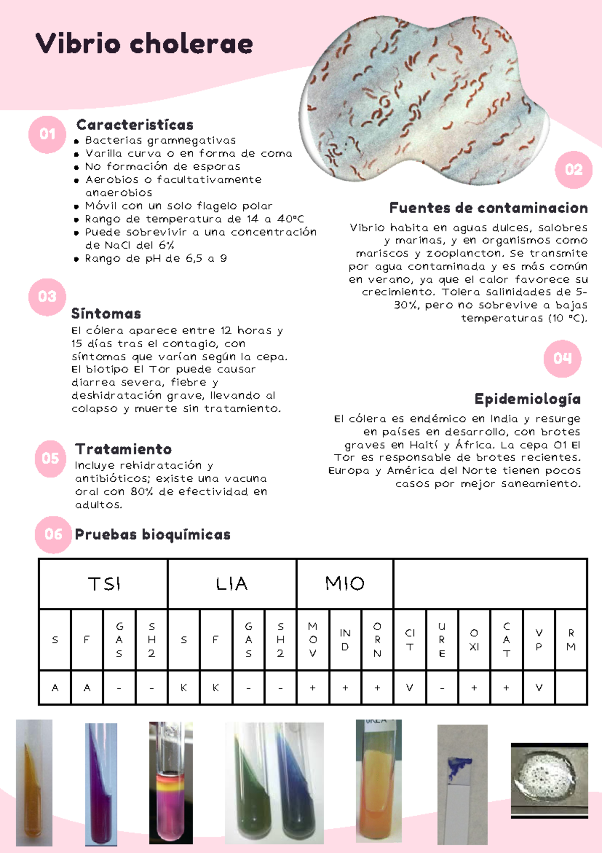 Vibrio Cholerae Vhigftft 01 02 03 04 05 06 Tsi Lia Mio S F G A S S