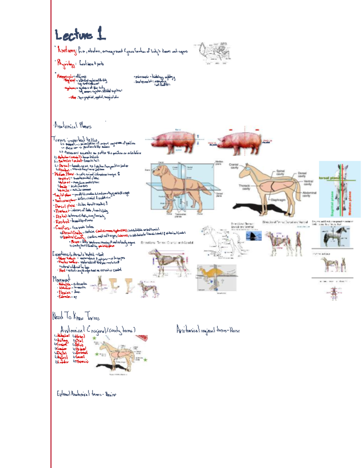 Lecture 1: Anatomy and Physiology of Tissues and Organs - Studocu