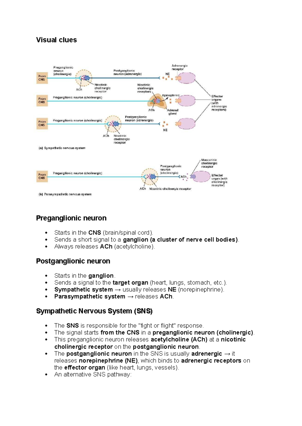 Visual Clues: Understanding the Nervous System (BIO 101) - Studeersnel