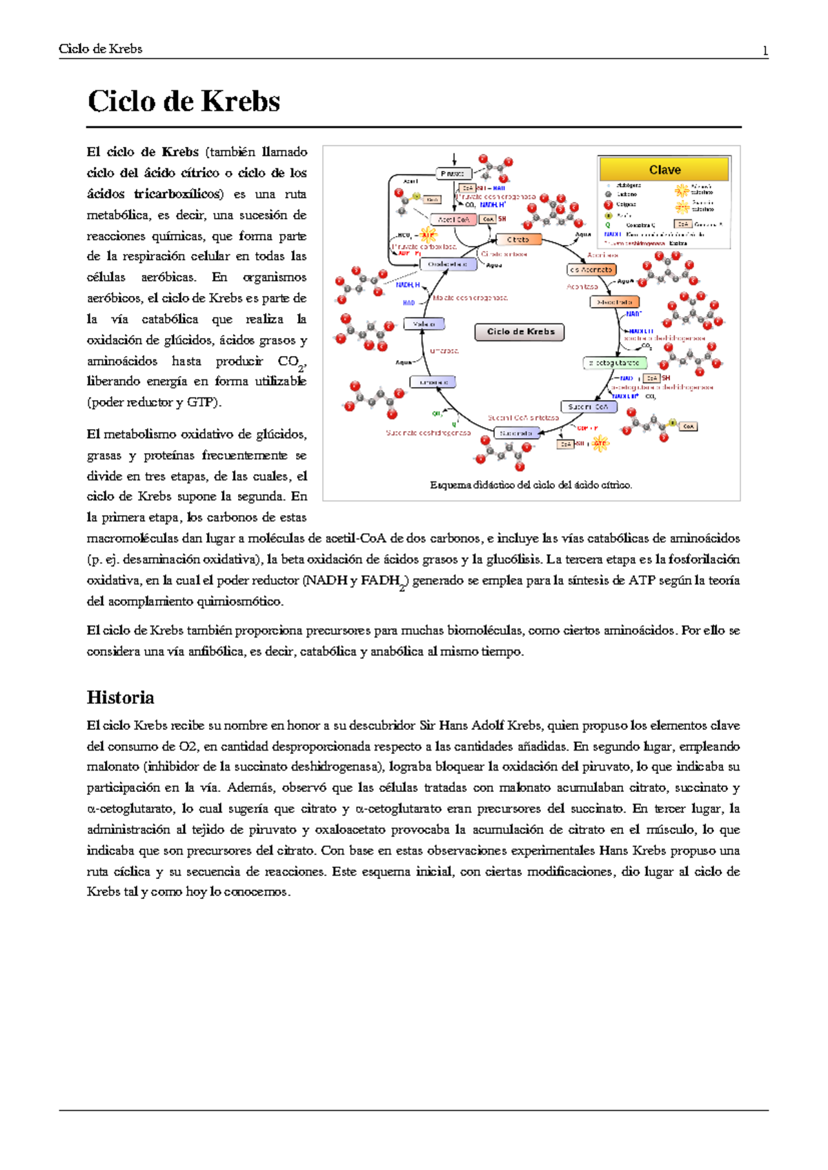 Ciclo de Krebs - Ciclo de Krebs Esquema didáctico del ciclo del ácido cítrico. El ciclo de Krebs ...