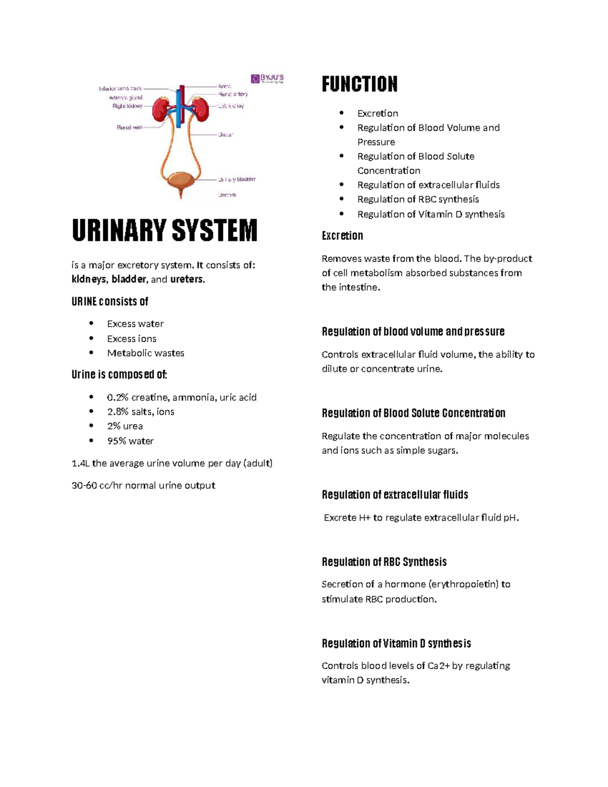 Renal System Overview: Excretion, Regulation, and Anatomy - Studocu