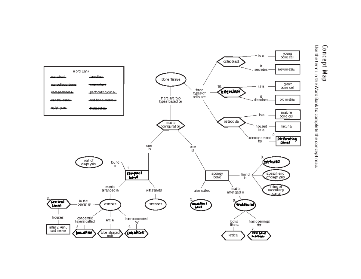 Chapter 7 Concept Map Worksheet - Use the terms in the Word Bank to ...
