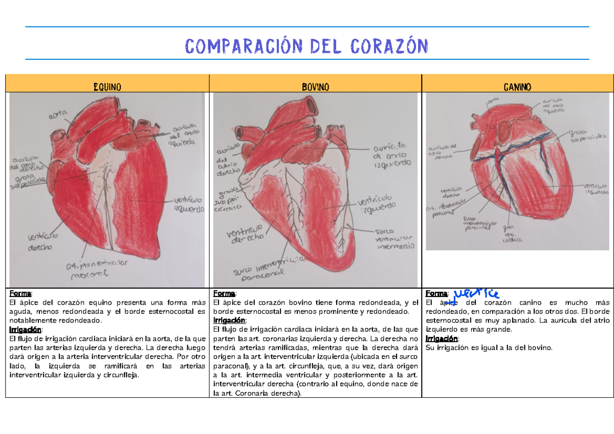 Anatomía Del Corazón Canino