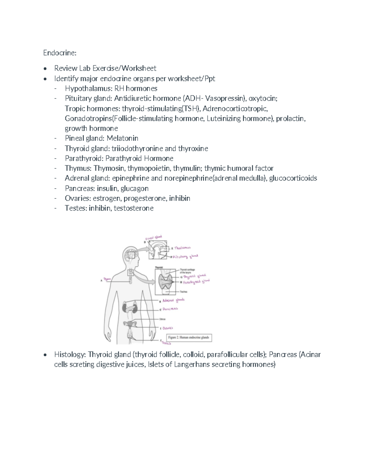 Endocrine System Lab Review: Organ Identification & Blood Analysis ...