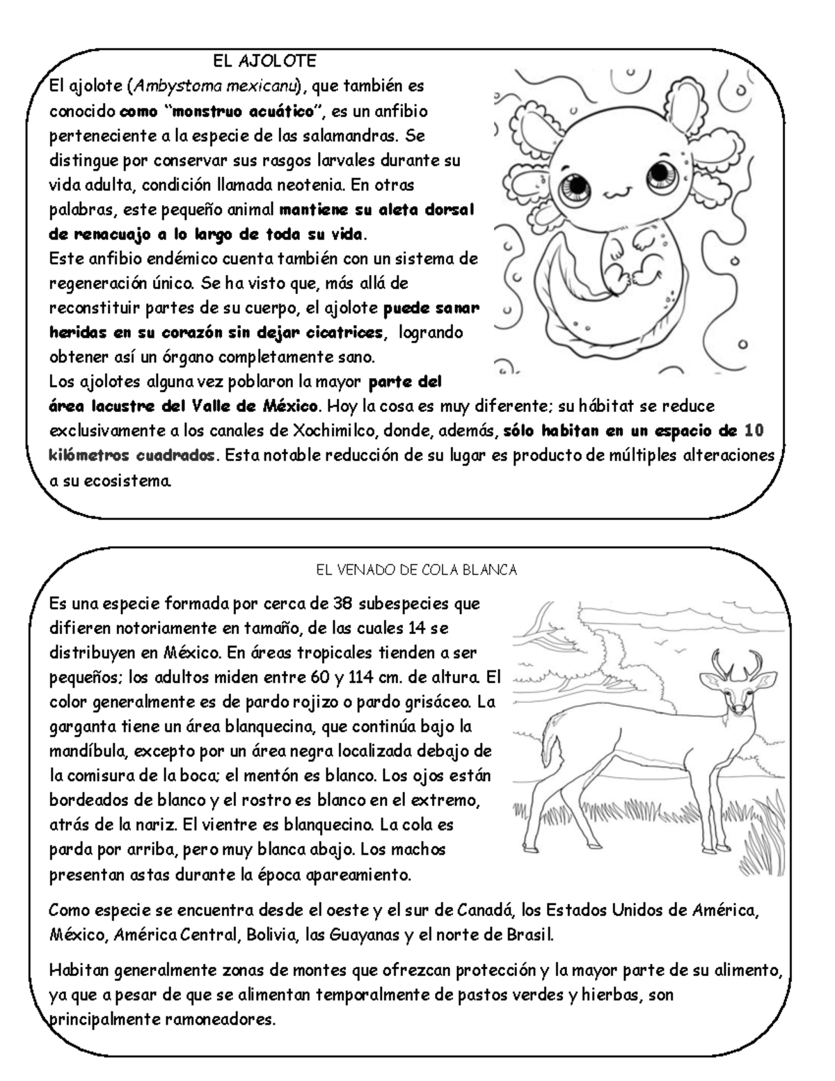 Ficha informativa: Ajolote y Venado de Cola Blanca - Studocu