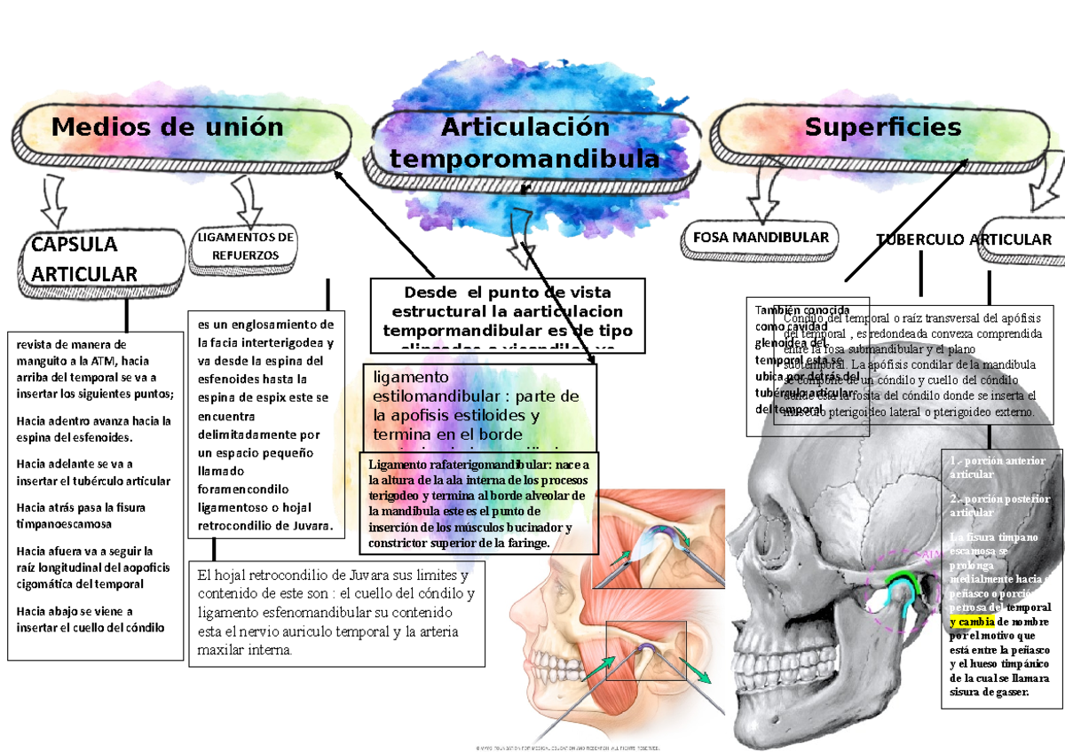 Diagrama De Anatomía De La Atm
