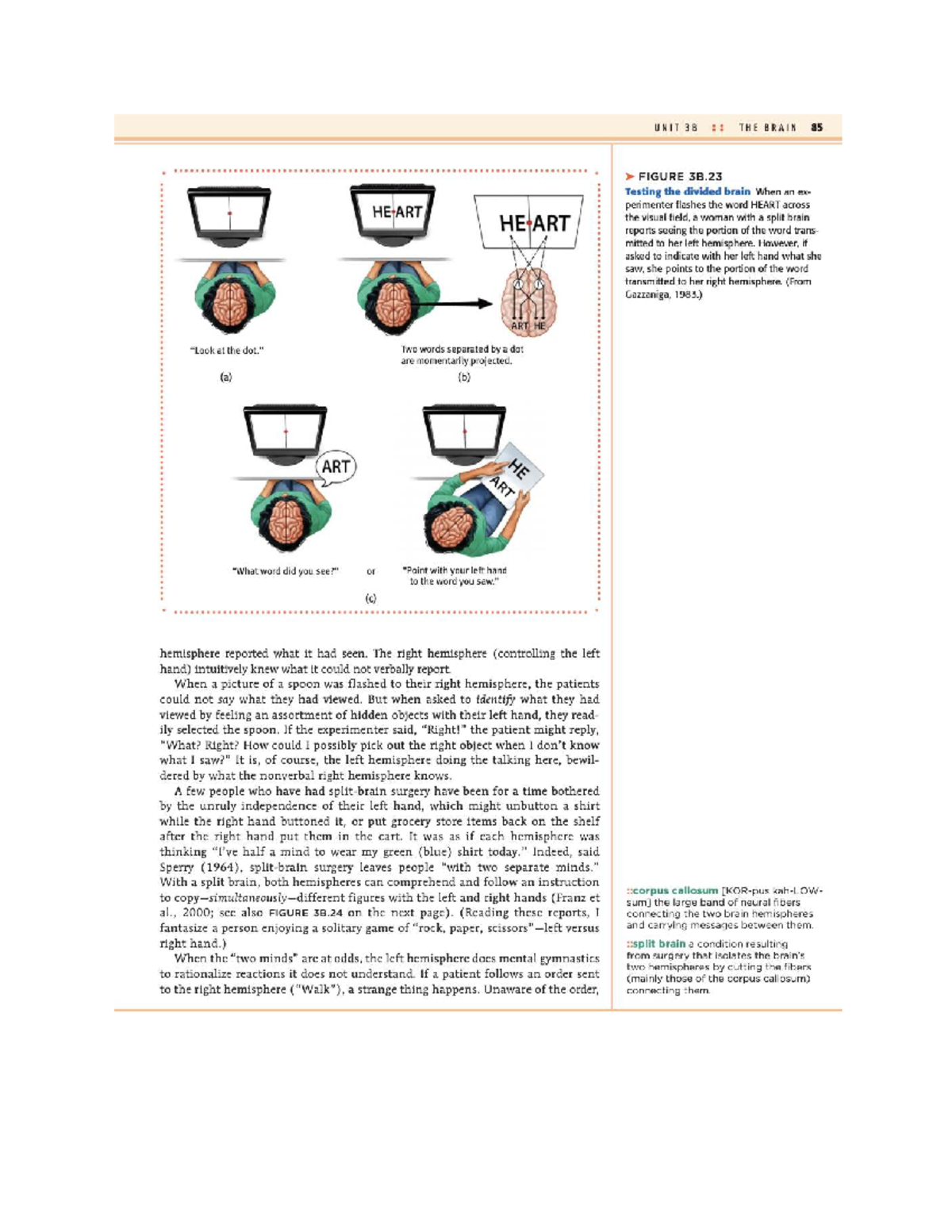 UNIT 3B :: THE BRAIN - Insights on Split Brain Functionality and ...