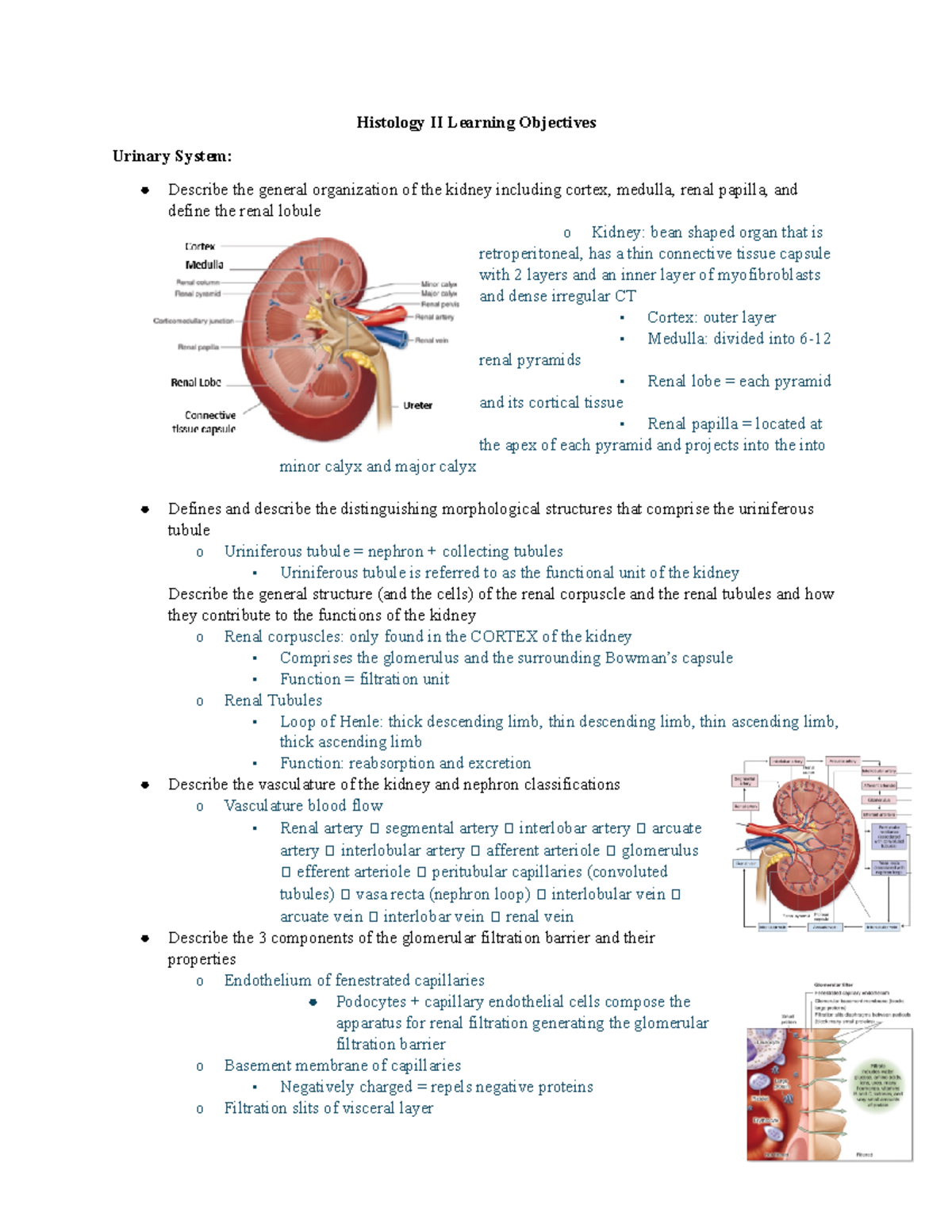 Histology II: Urinary System Objectives and Structural Overview ...