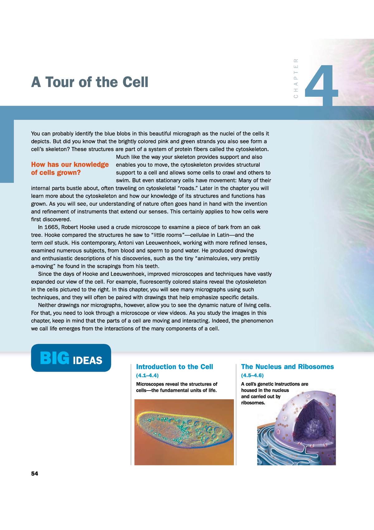 Campbell Biology Concepts & Connections (9th Ed.) Cell Study Guide ...