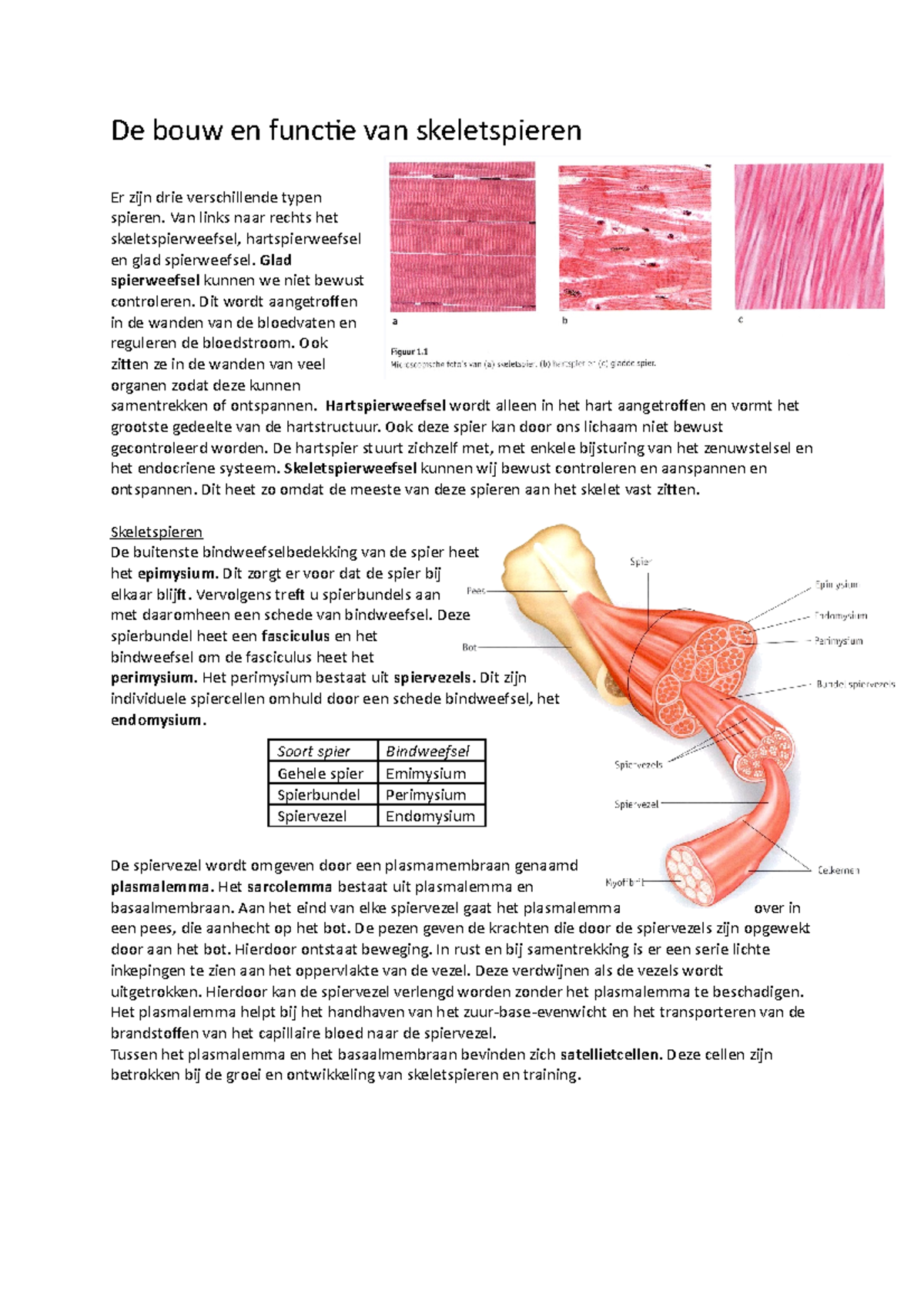 Samenvatting Fysiologie: Skeletspieren en Neurale Sturing van Beweging ...