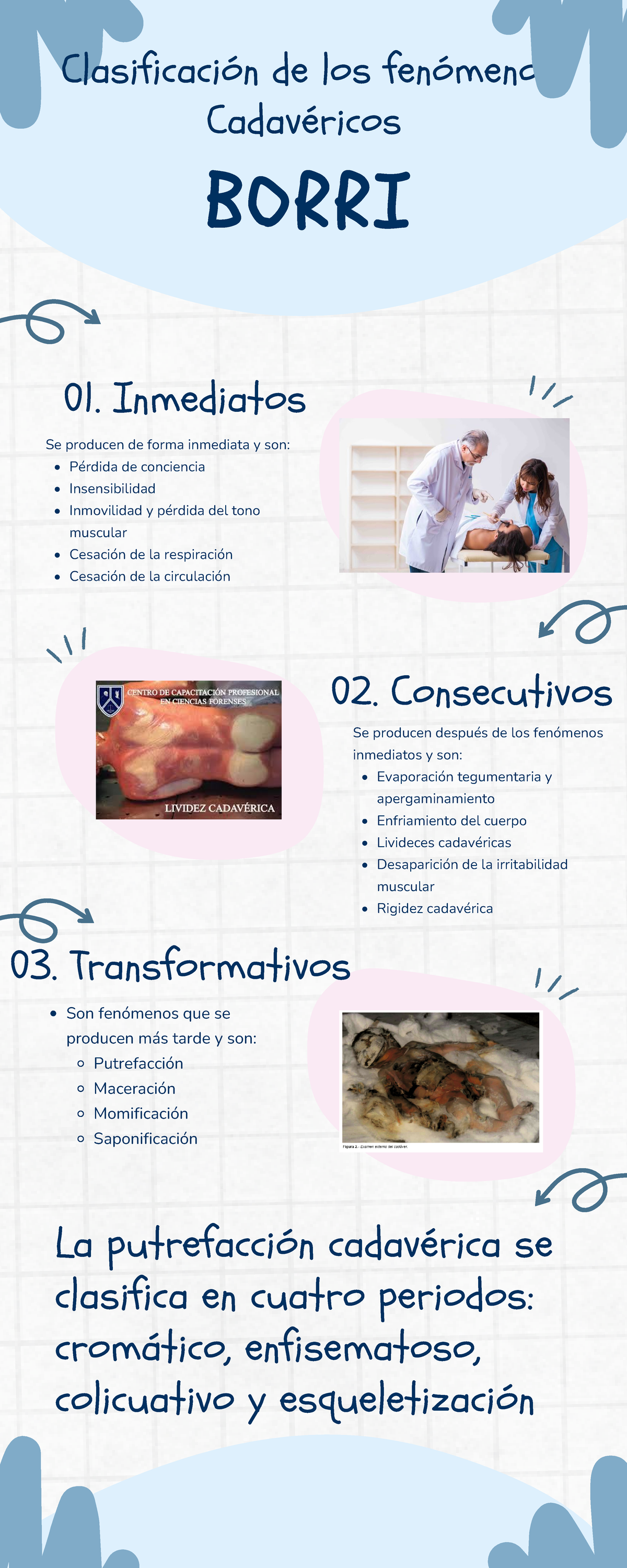 clasificación de los fenómenos cadavéricos segun borri - Clasificación ...