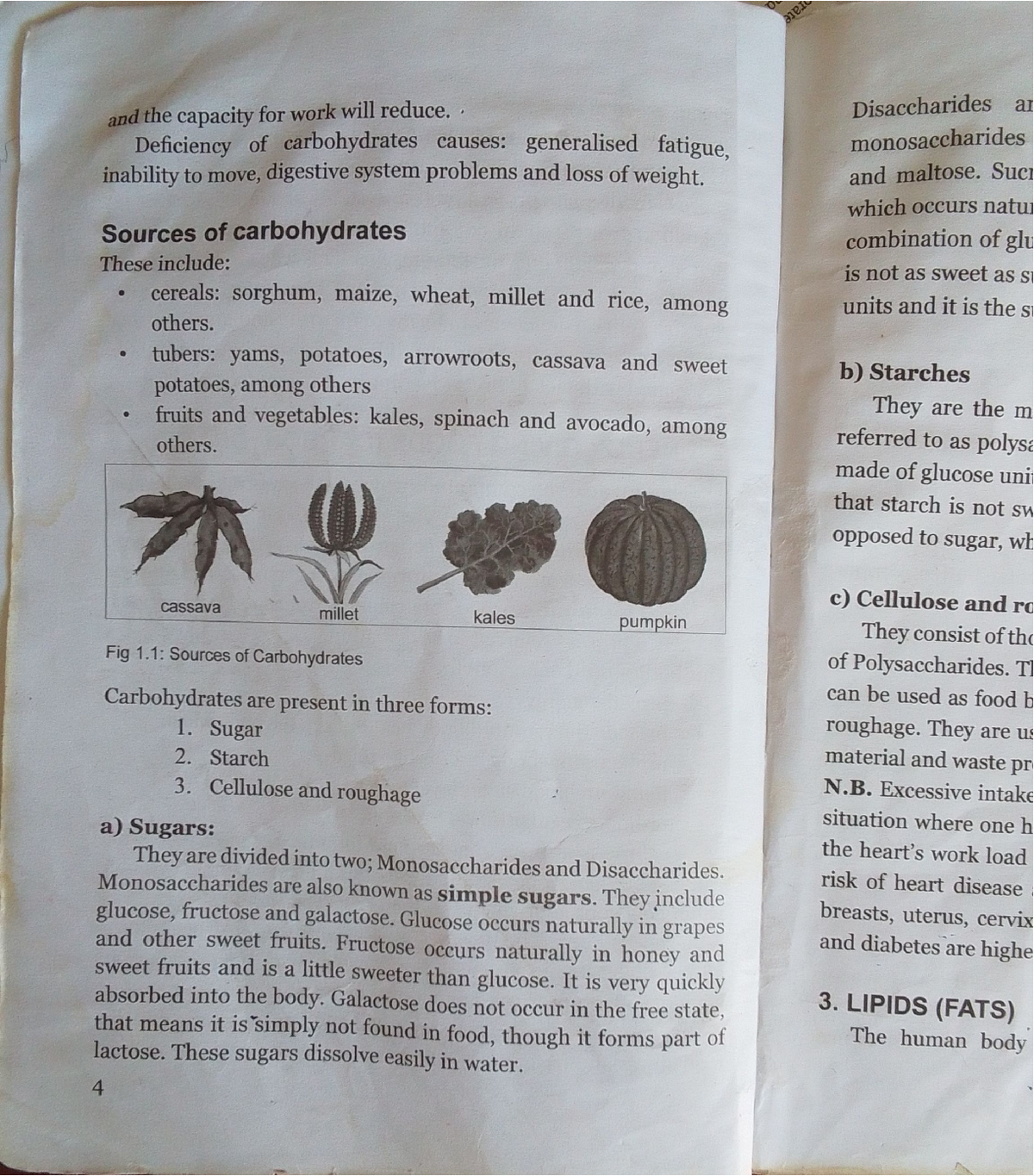 Food and Nutrition: Understanding Carbohydrates, Lipids, and Vitamins ...