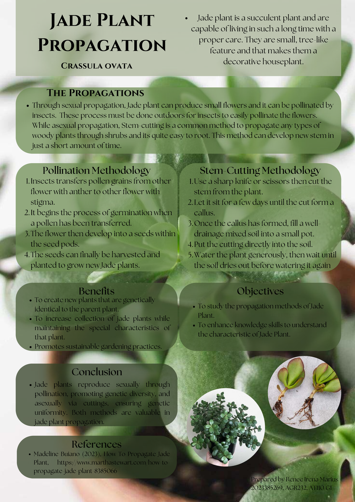 AGR232 Assignment 1: Methods of Jade Plant Propagation and Care - Studocu