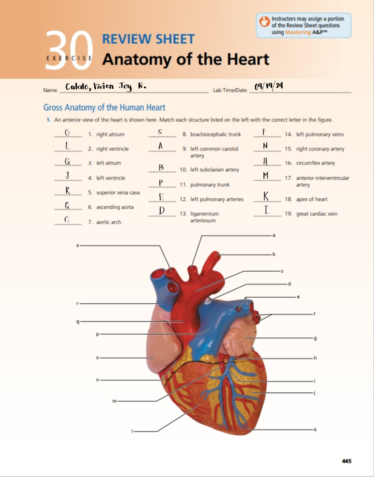 Anaphy Lab Activity Sheet: Heart - Instructors may assign a portion of ...