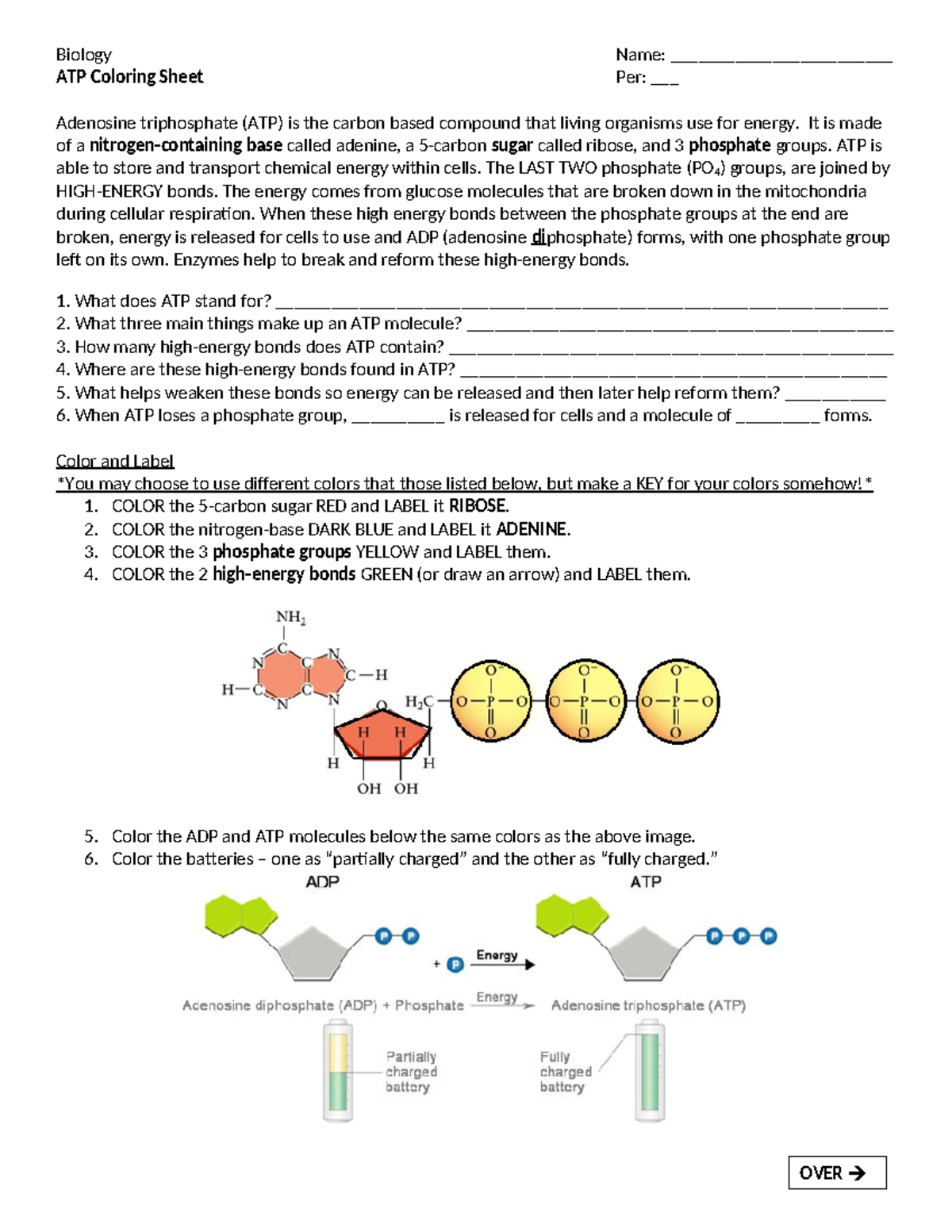 ATP Coloring Sheet-1: Interactive Notes on ATP Structure & Function ...
