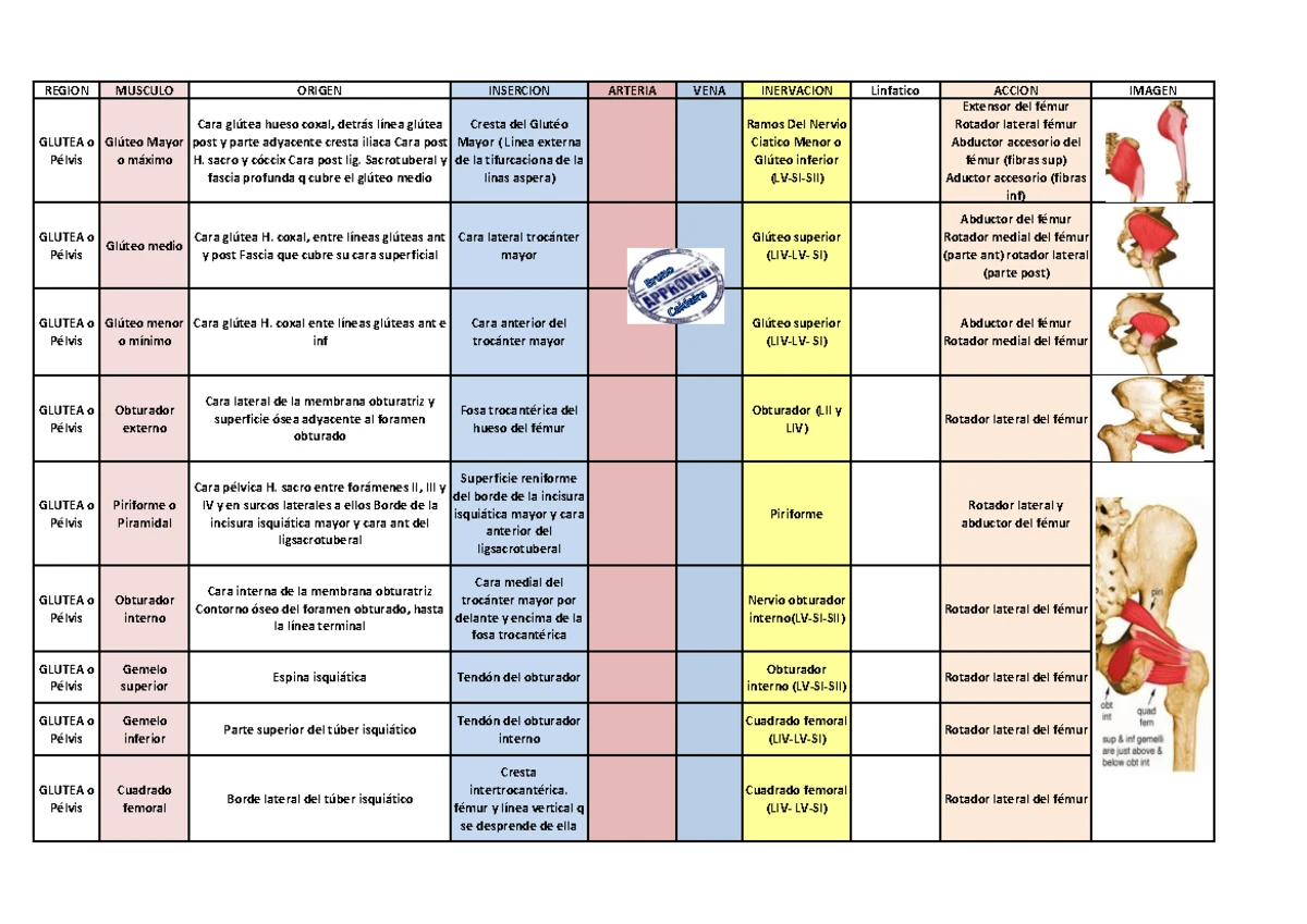 Repaso del Húmero: Anatomía y Funciones - 3-Húmero Anato-A - Studocu