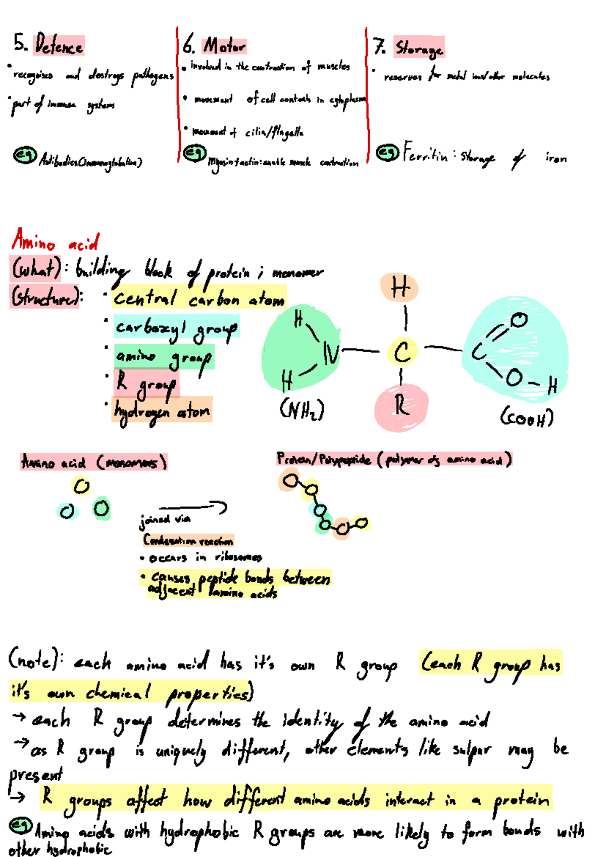 6. Motor 5. Defence: Immune System & Muscle Contraction Overview - Studocu