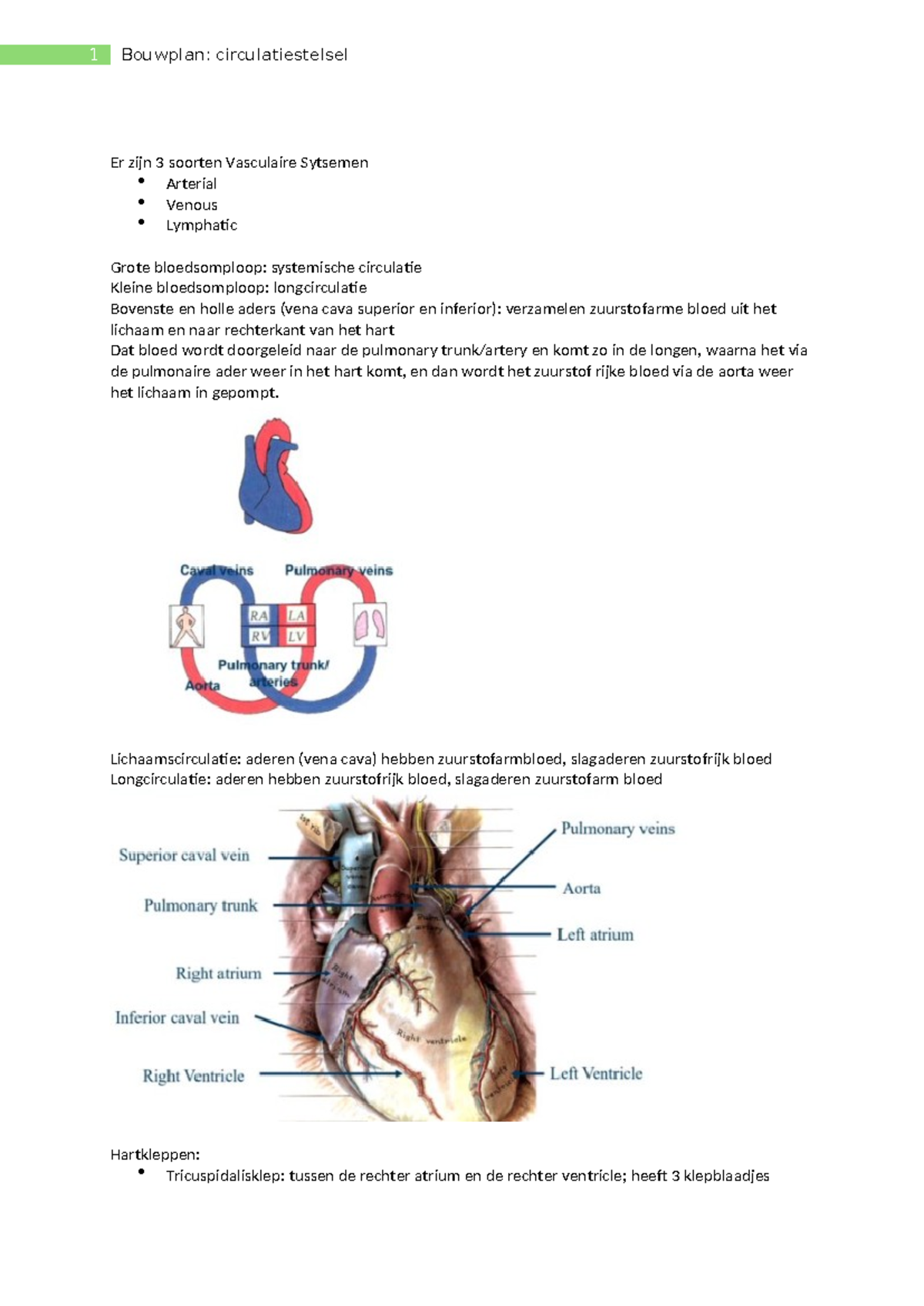 Bouwplan Circulatiestelsel: Vasculaire Systemen en Functies - Studeersnel