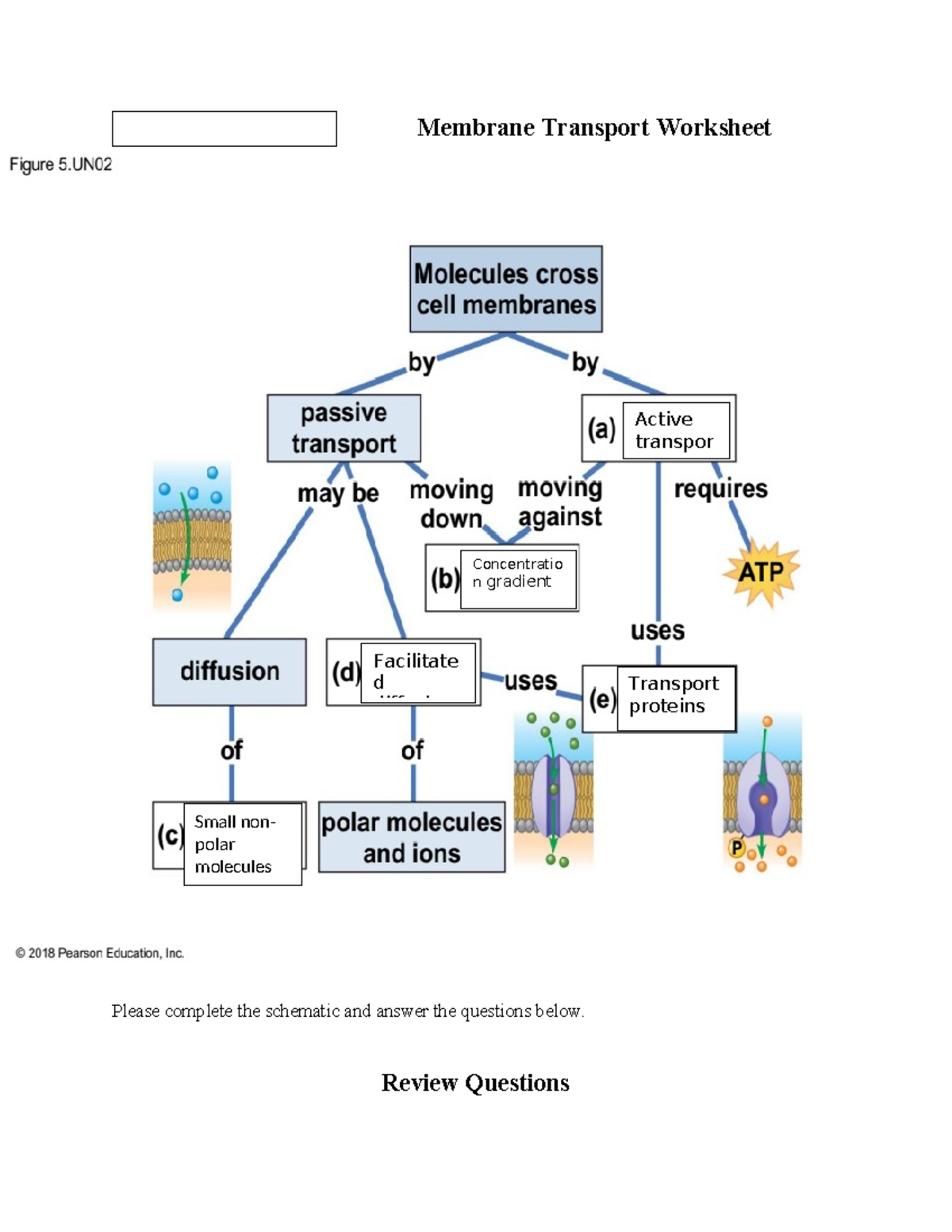 Membrane Transport Worksheet 2024: Key Concepts and Review Questions ...