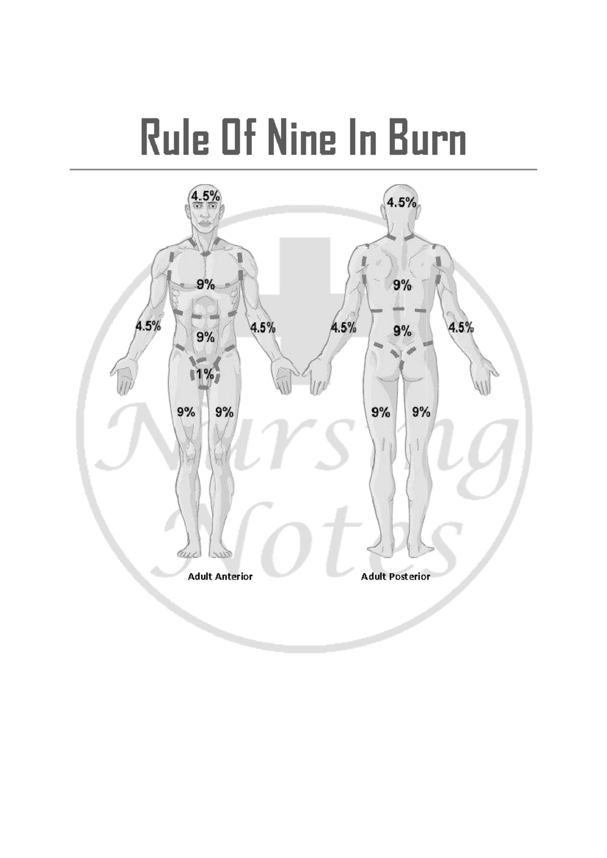 Rule OF Nine In Burn af9bf042-386b-4911-976e-152fe87343 a6 - Biology SL ...