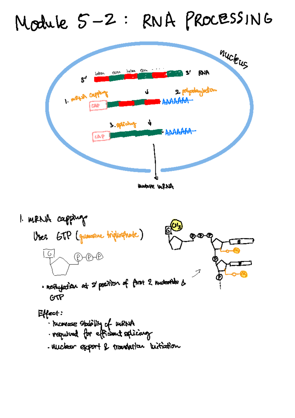 Module 5-2: mRNA maturation - Module 5- : RNA PROCESSING nucleus exon ...