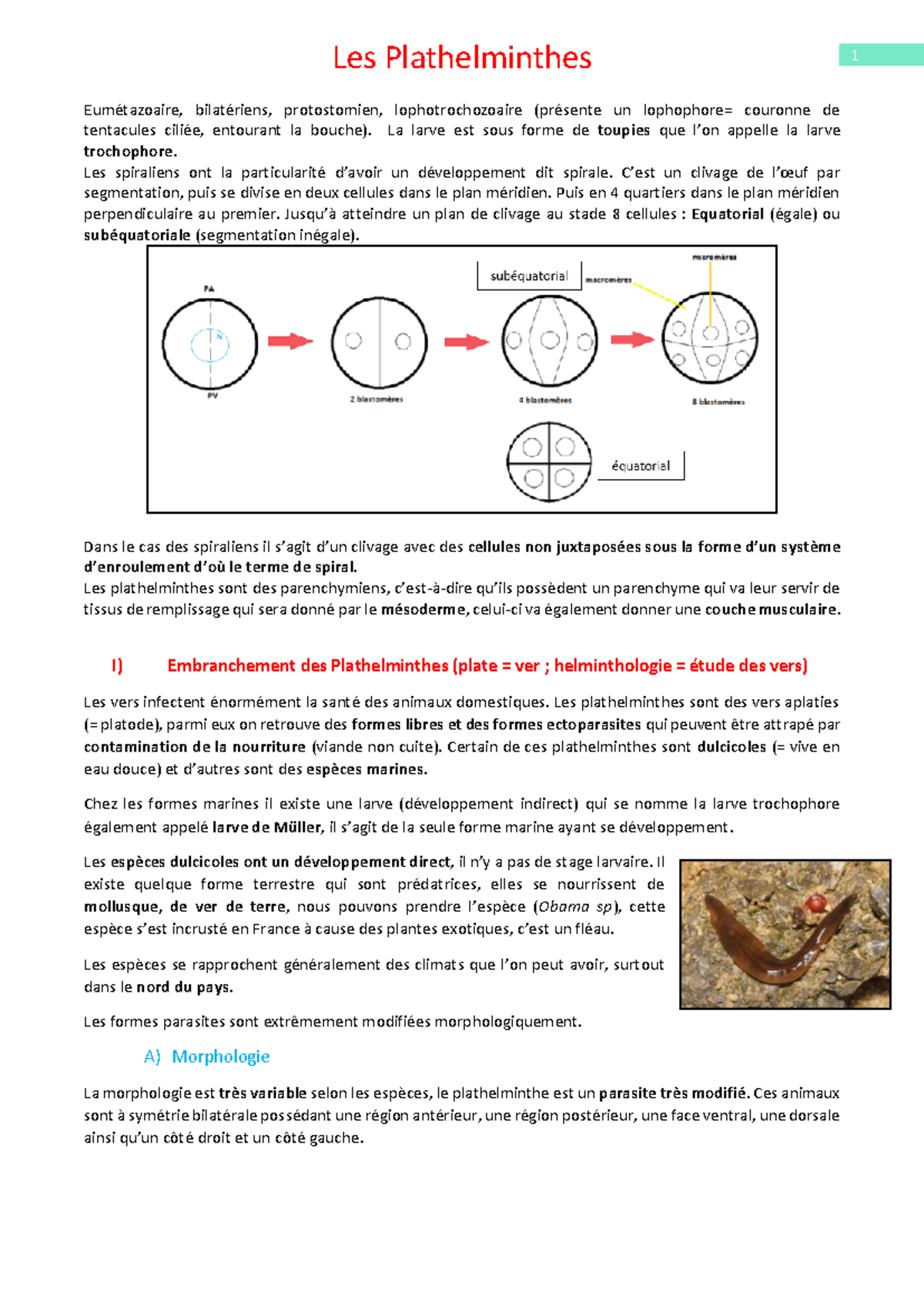 Plathelminthes : Cours de Nov. & Déc. 2022 - Morphologie ...