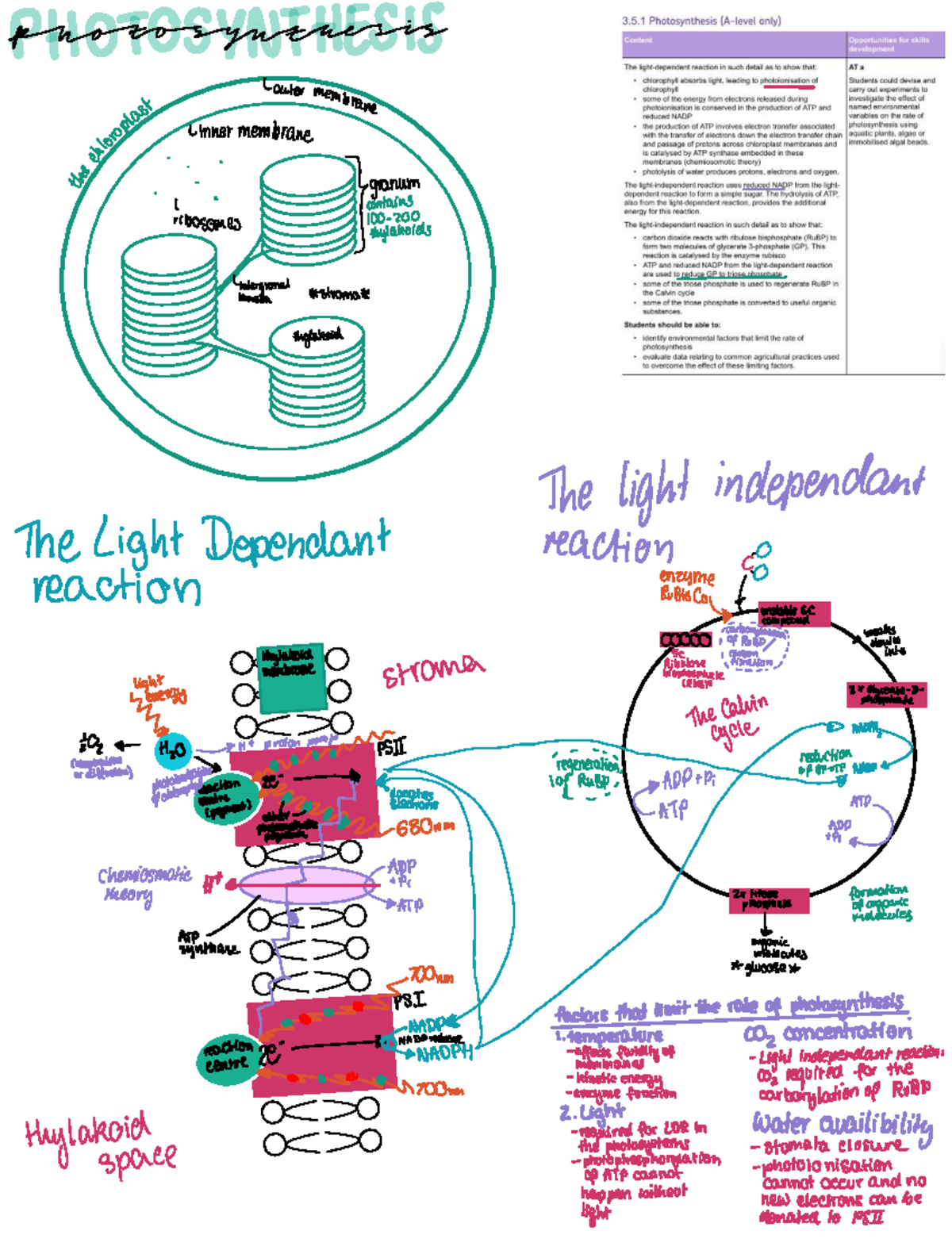 Biology Knowledge Organizer: Photosynthesis & Nutrient Cycles (µpo8) - Studocu
