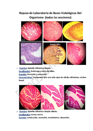 capas germinativas - Estas capas dan origen a todos los tejidos y ...