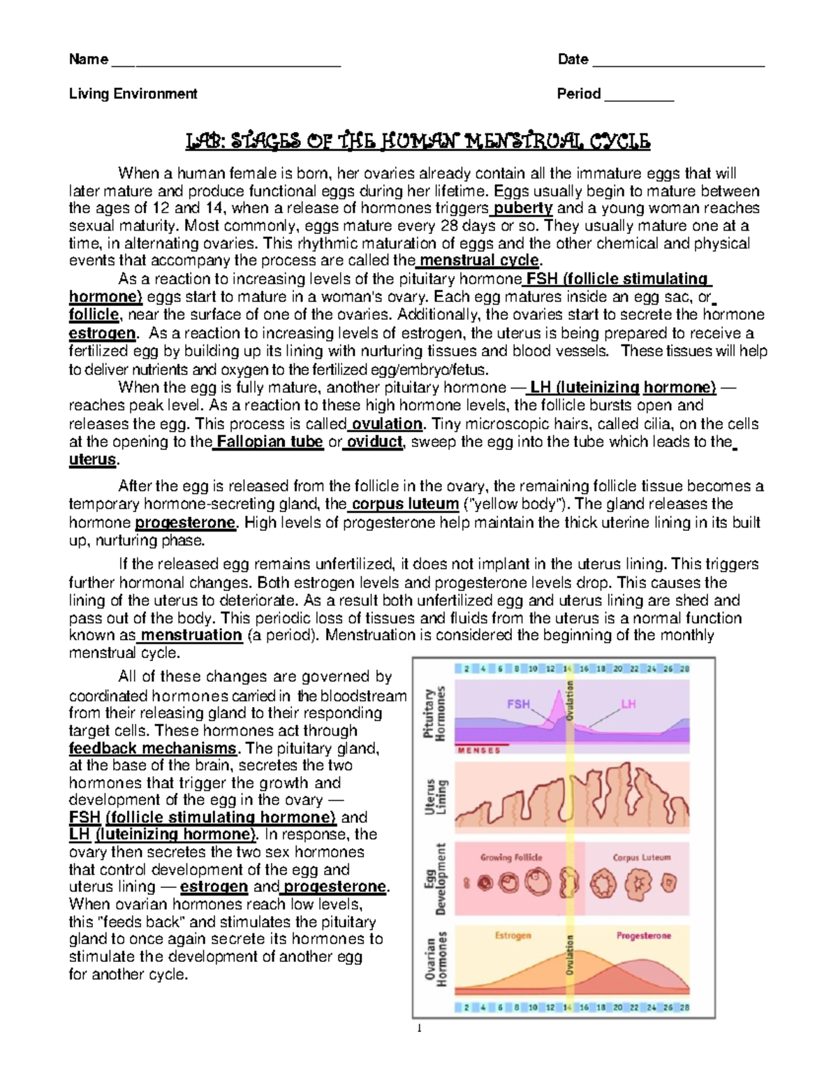 Menstrual Cycle Lab: Stages of the Human Menstrual Cycle (CORE 2018) - Studocu