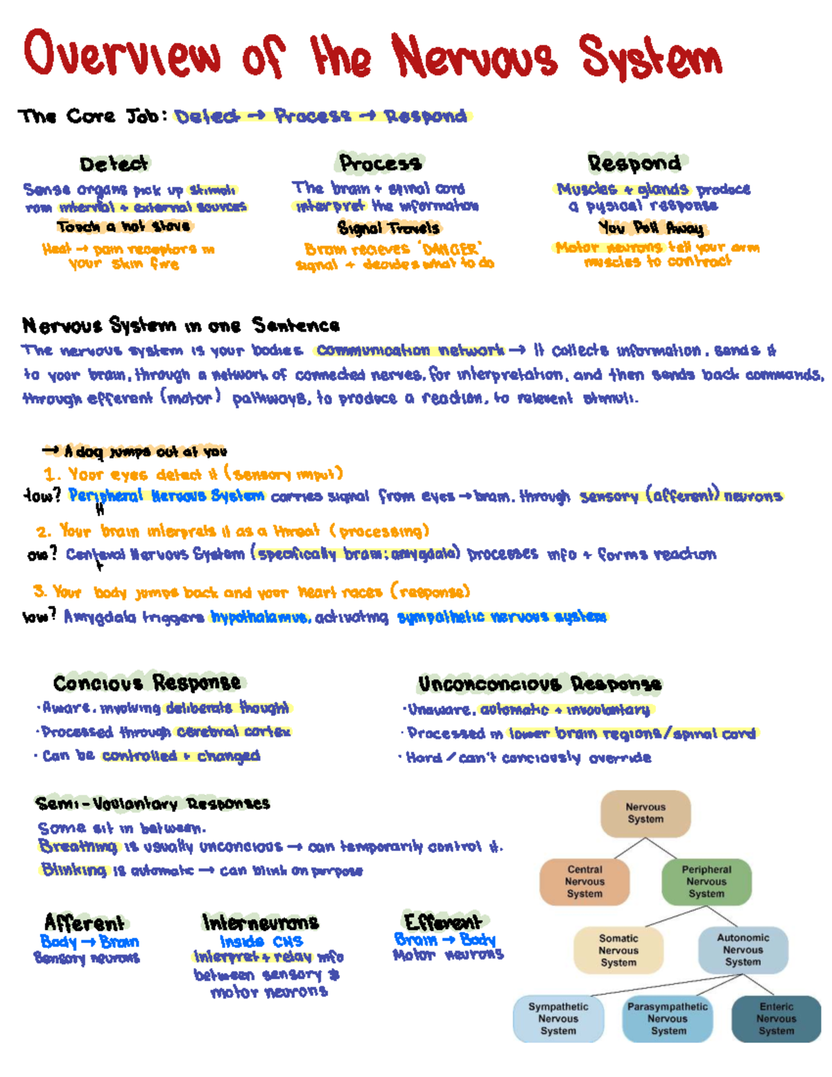 Nervous System Overview - Overview of the nervous system The Core Job ...