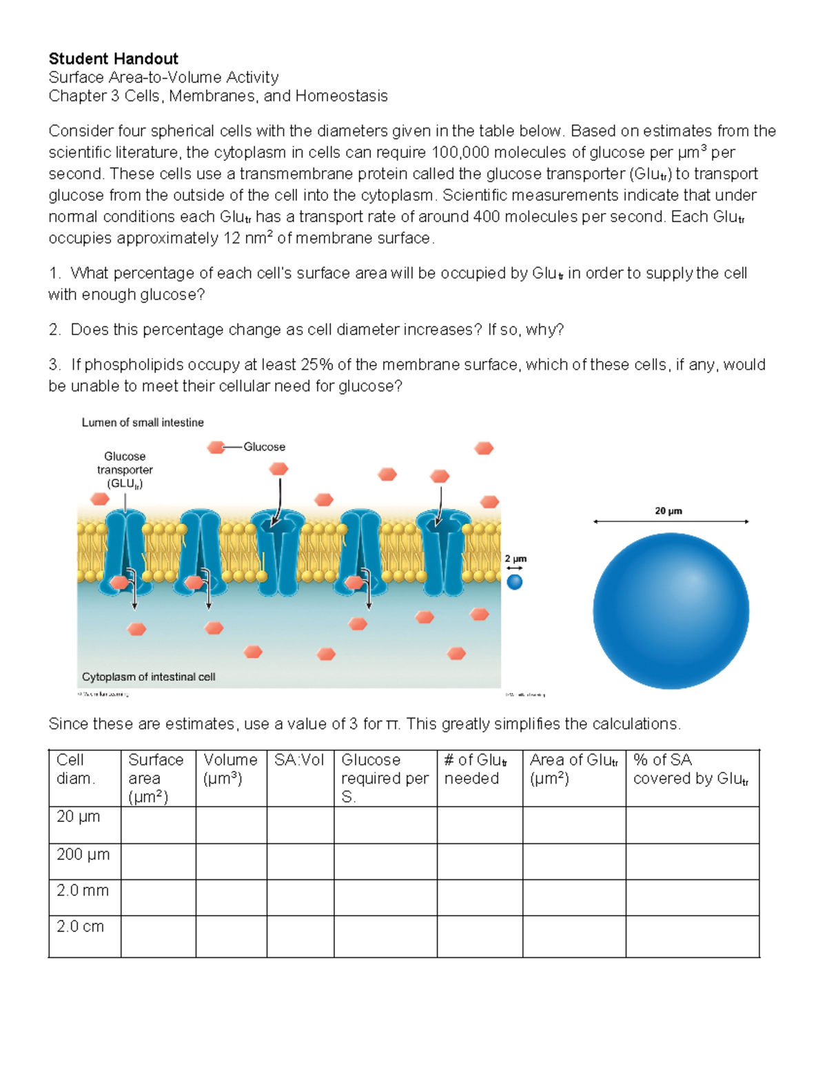 CH03: Surface Area-to-Volume Activity in Cells - Handout - Studocu