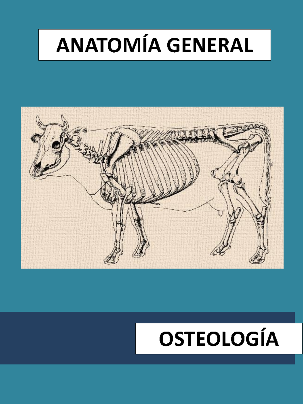 Osteología General del Aparato Locomotor en Bovinos - Parte II - Studocu
