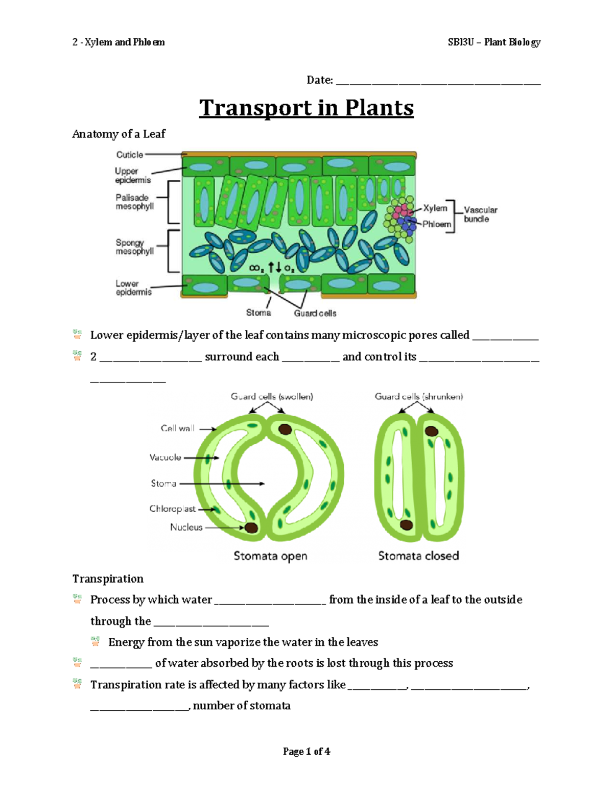 Xylem and Phloem Transport in Plants - SBI3U Plant Biology Notes - Studocu