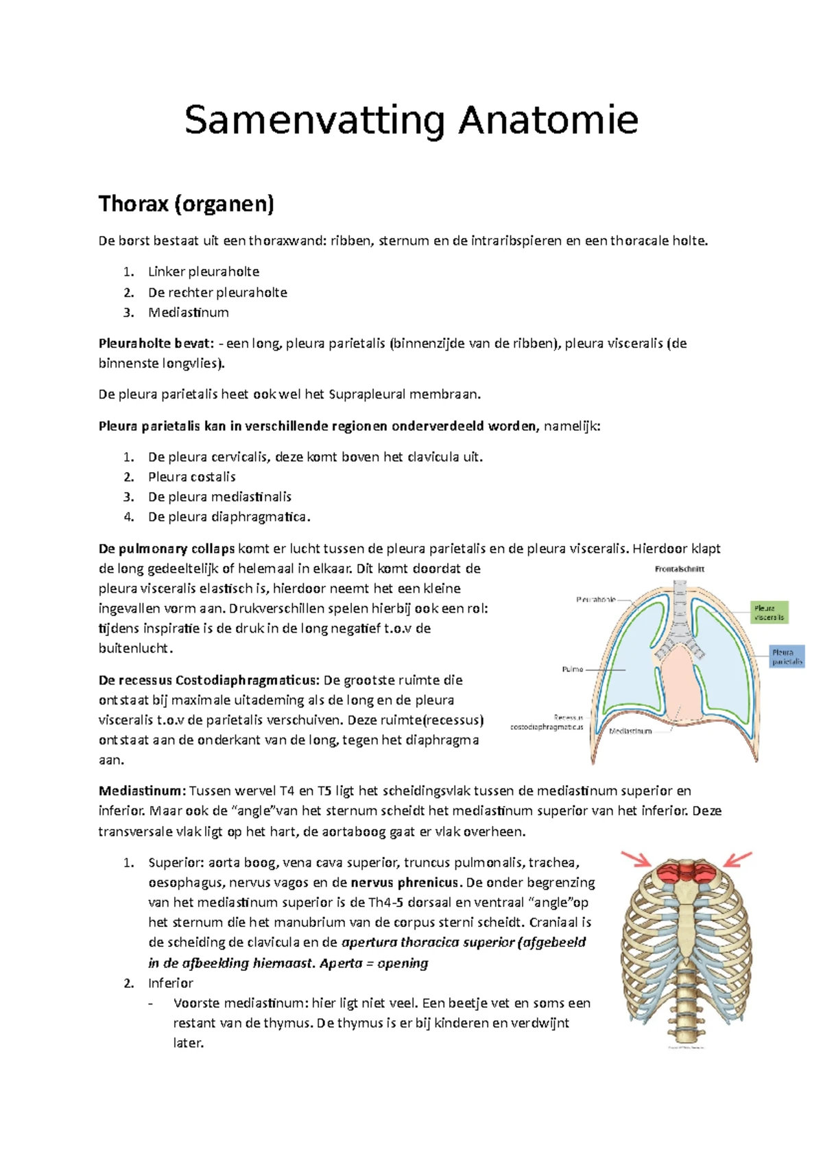 De Thorax - De Thorax 12 ribben; 1-7 hechten via kraakbeen aan ...
