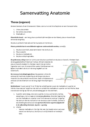 Begrippen anatomie latijn, engels, nederlands, betekenis - Begrippen ...