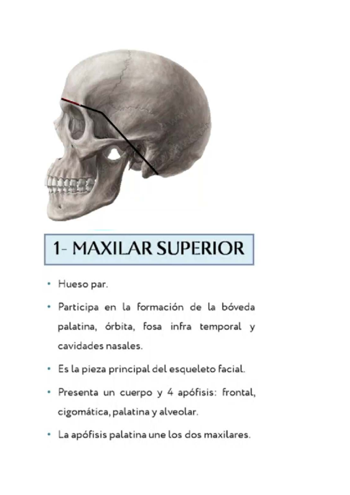 MAXILAR SUPERIOR: Anatomía y Funciones del Hueso Facial - Studocu