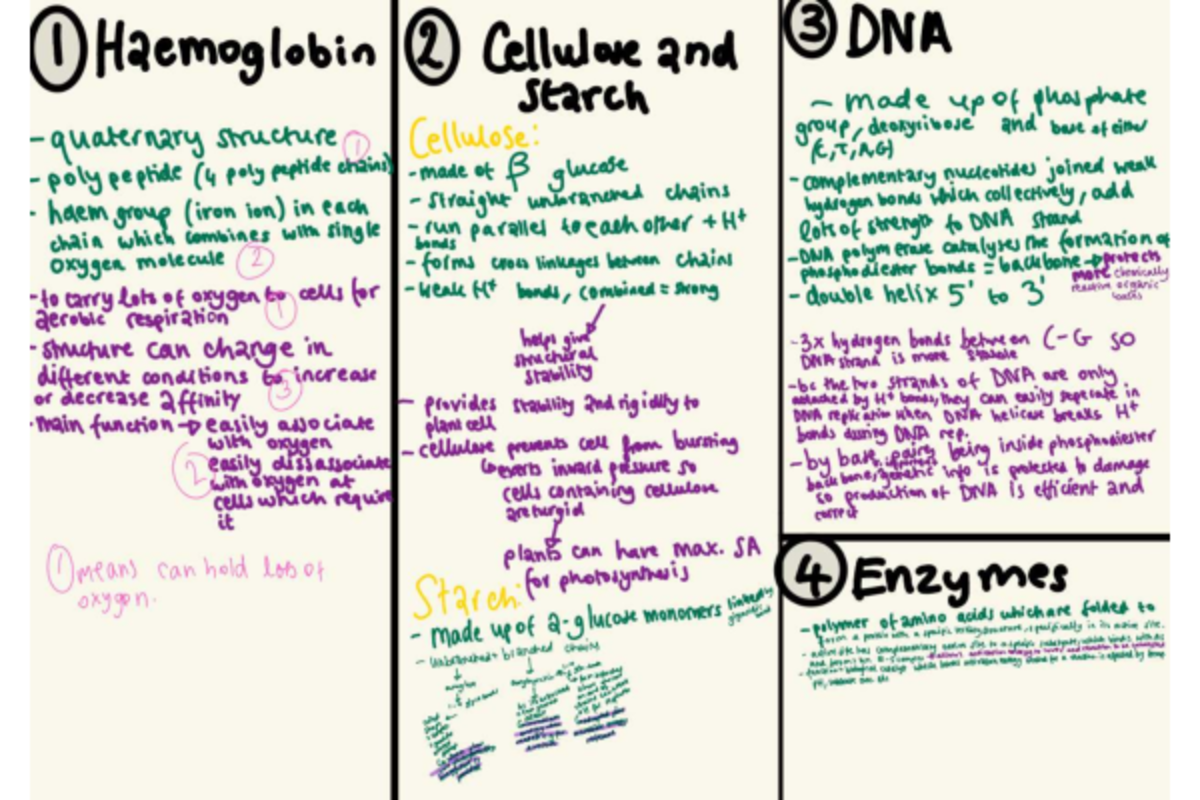 AQA A Level Biology Essay Plan: Hemoglobin, DNA, and Cellulose - Studocu