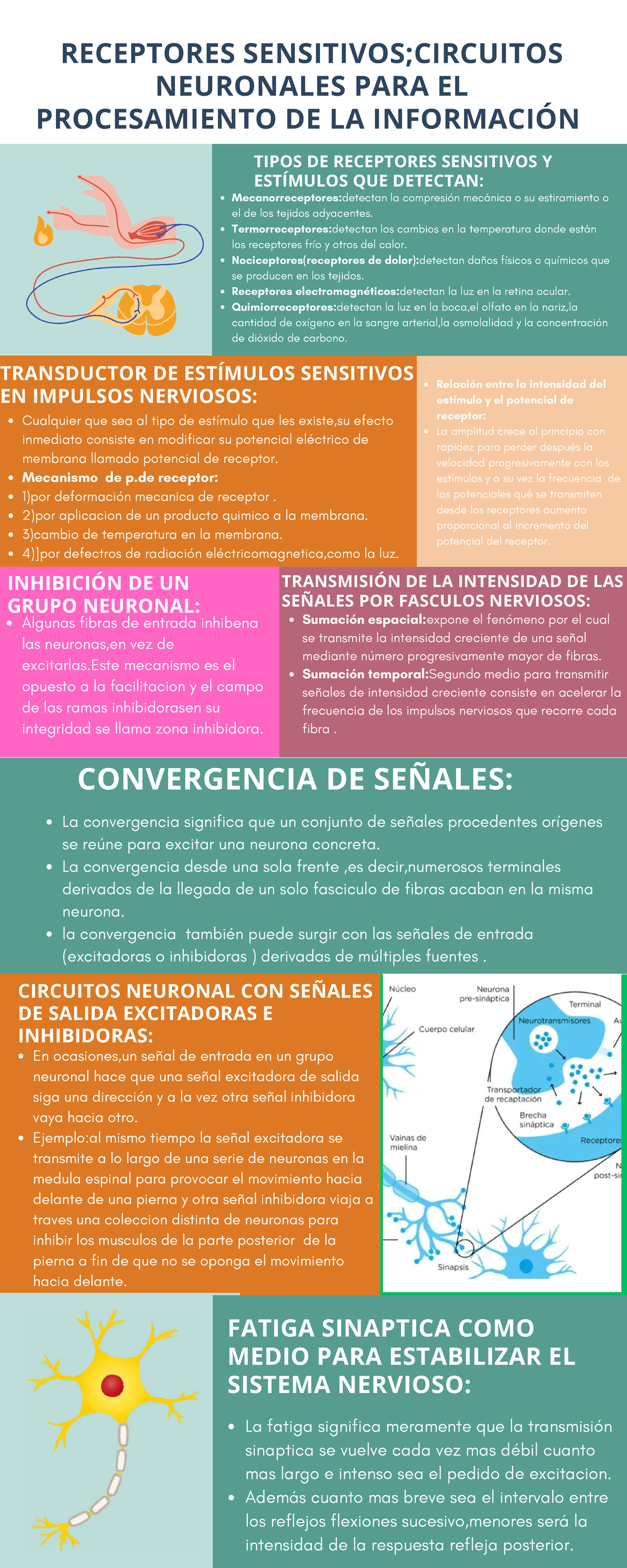 RECEPTORES NEURONALES Y SU PROCESAMIENTO DE LA INFORMACIÓN - Studocu