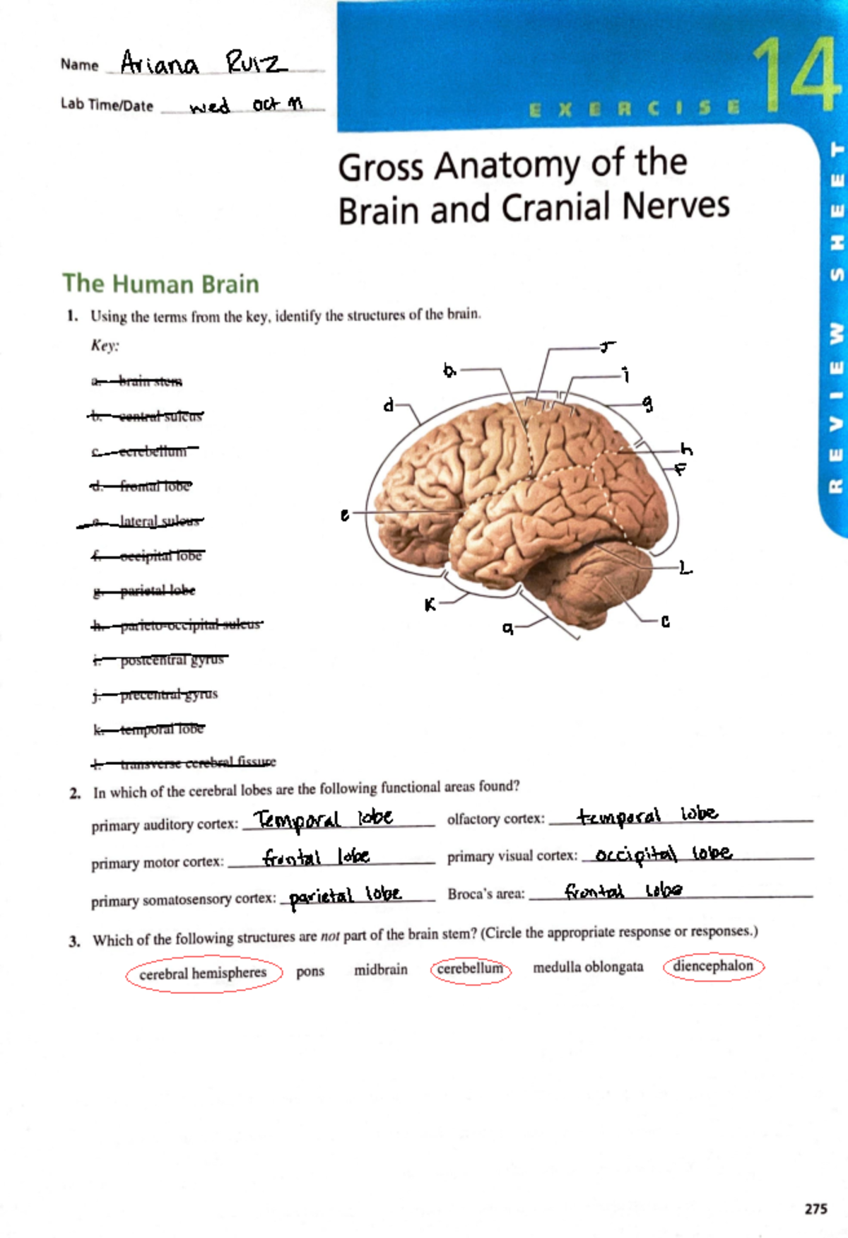 Exercise 14 - lab worksheets - Name - Lab Time/Date ...