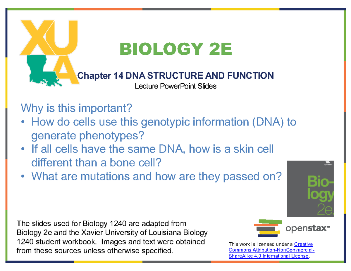 Biology 1240 Lecture Notes: DNA Structure & Replication Insights - Studocu