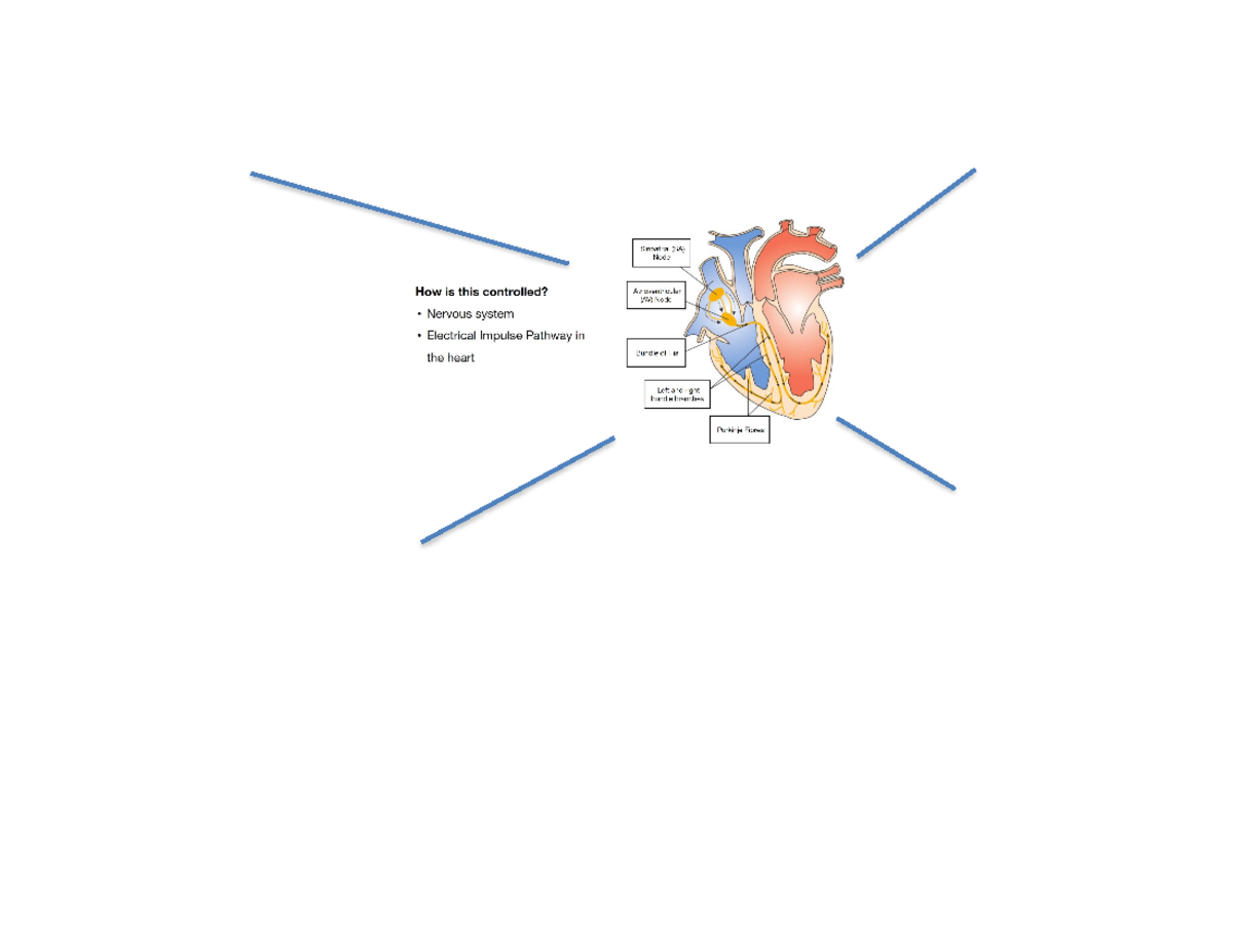 Cardiac cycle mind map - Mind map to proudce notes for the nervous ...
