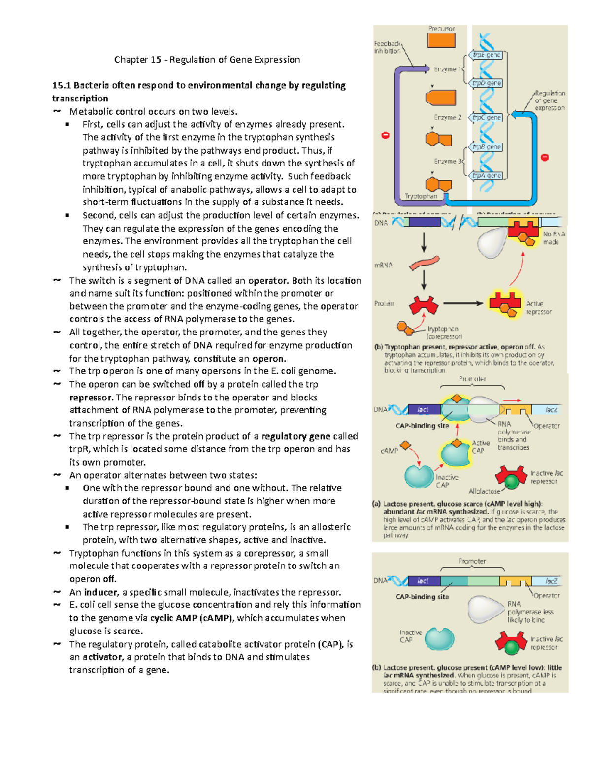 Chapter 15 - Regulation of Gene Expression - Chapter 15 - Regulation of ...