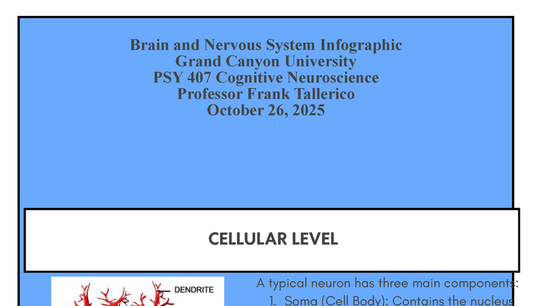 Infographic: Brain Functions Overview for PSY 407 - Studocu