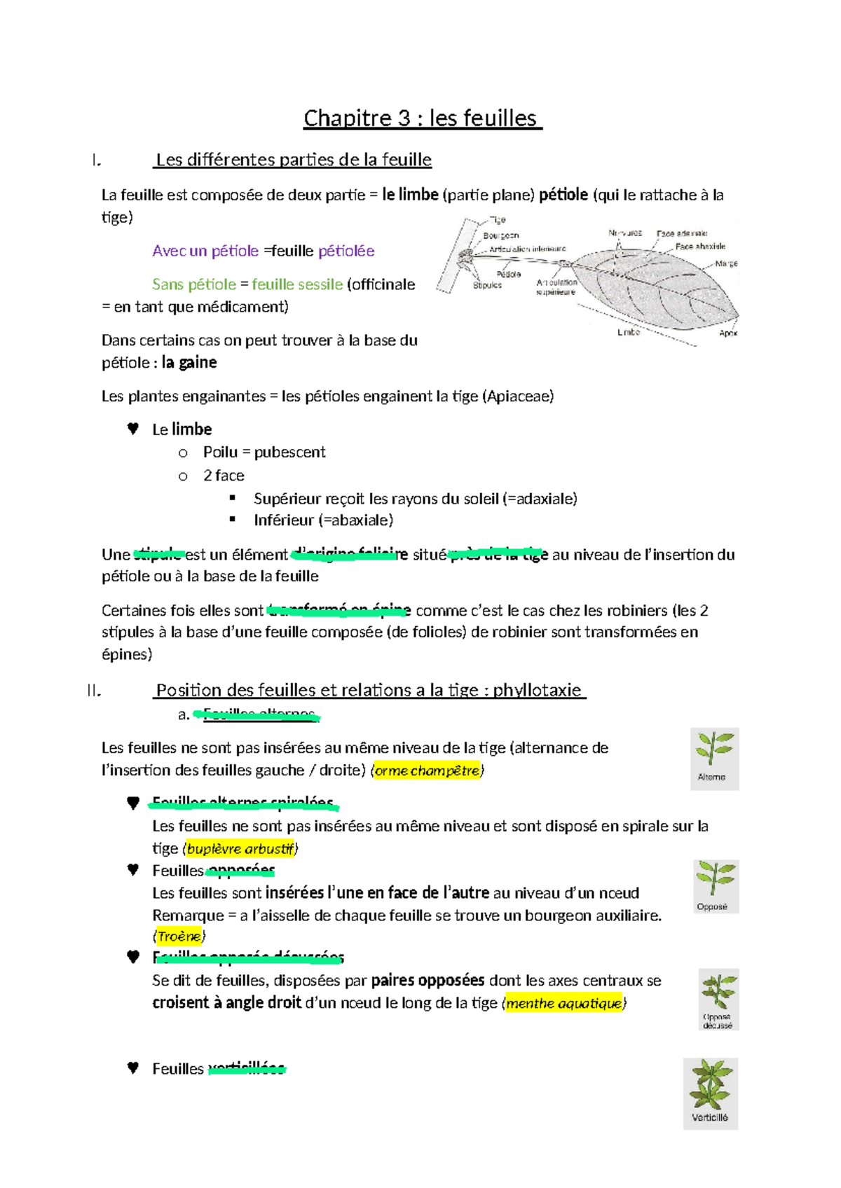 Chapitre 3 : Anatomie et Phyllotaxie des Feuilles - Studocu