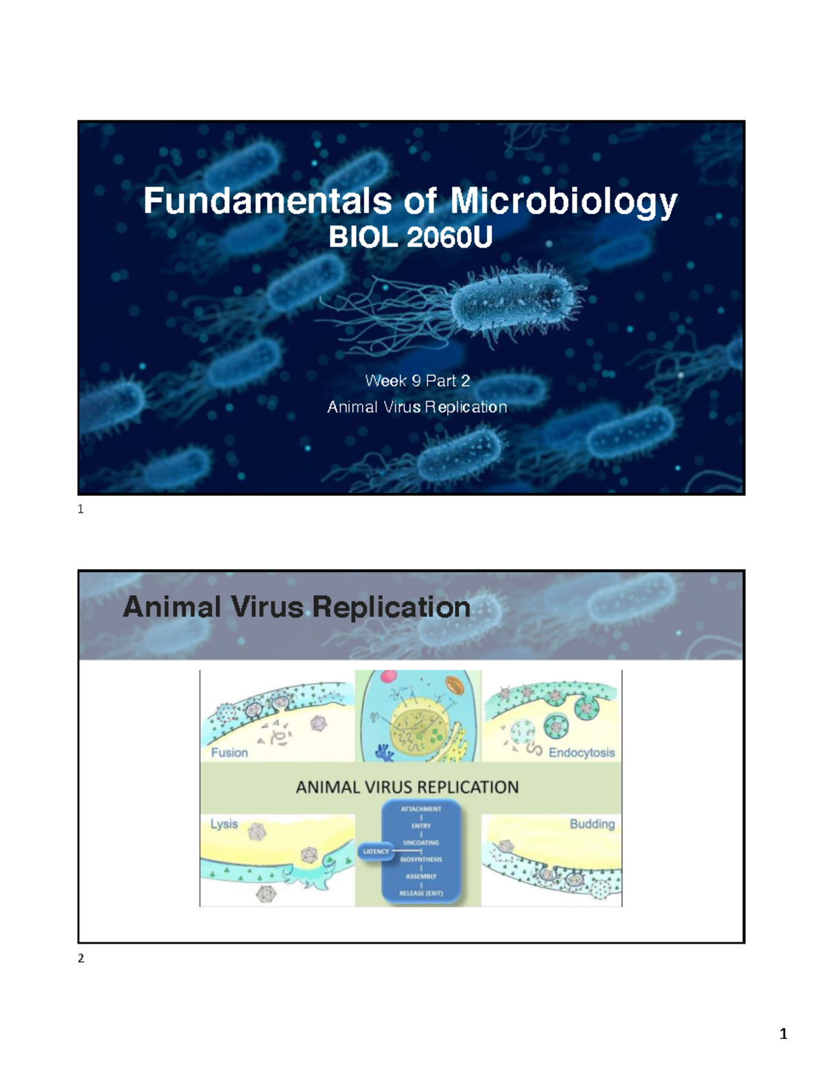 Animal virus replication and the viral life cycle BIOL 2060U Week 9 ...