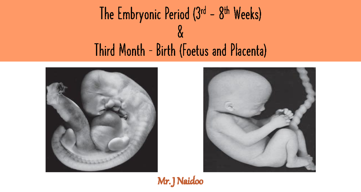 Embryonic Period (3rd-8th Weeks) & Third Month Development Notes - Studocu