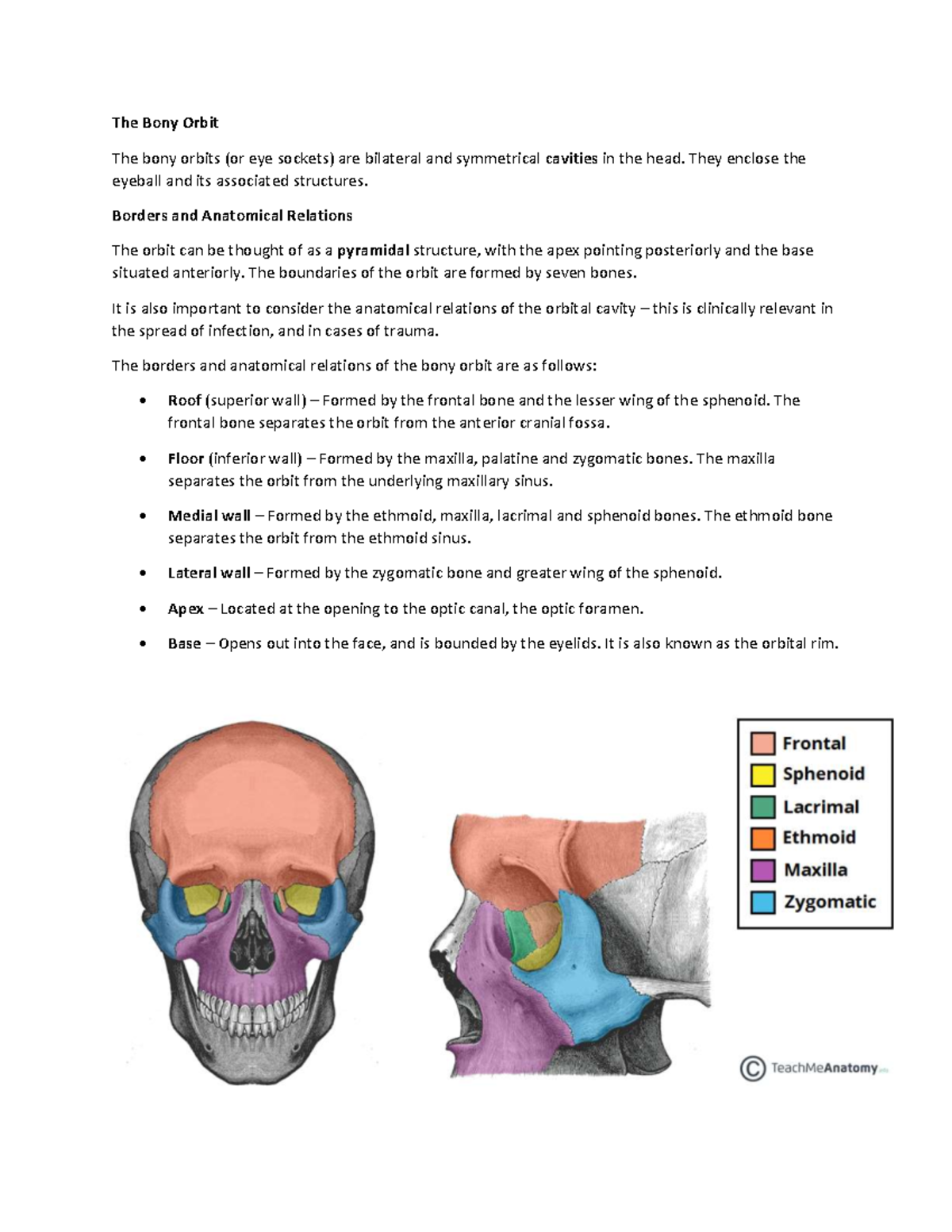 The Bony Orbit - Lecture Notes 1: Anatomy and Clinical Relevance - Studocu